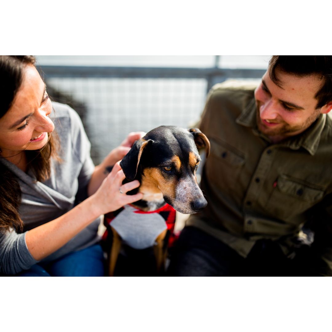 6 Ways To Be A Responsible Dog Owner - Olentangy Premier Pet Care