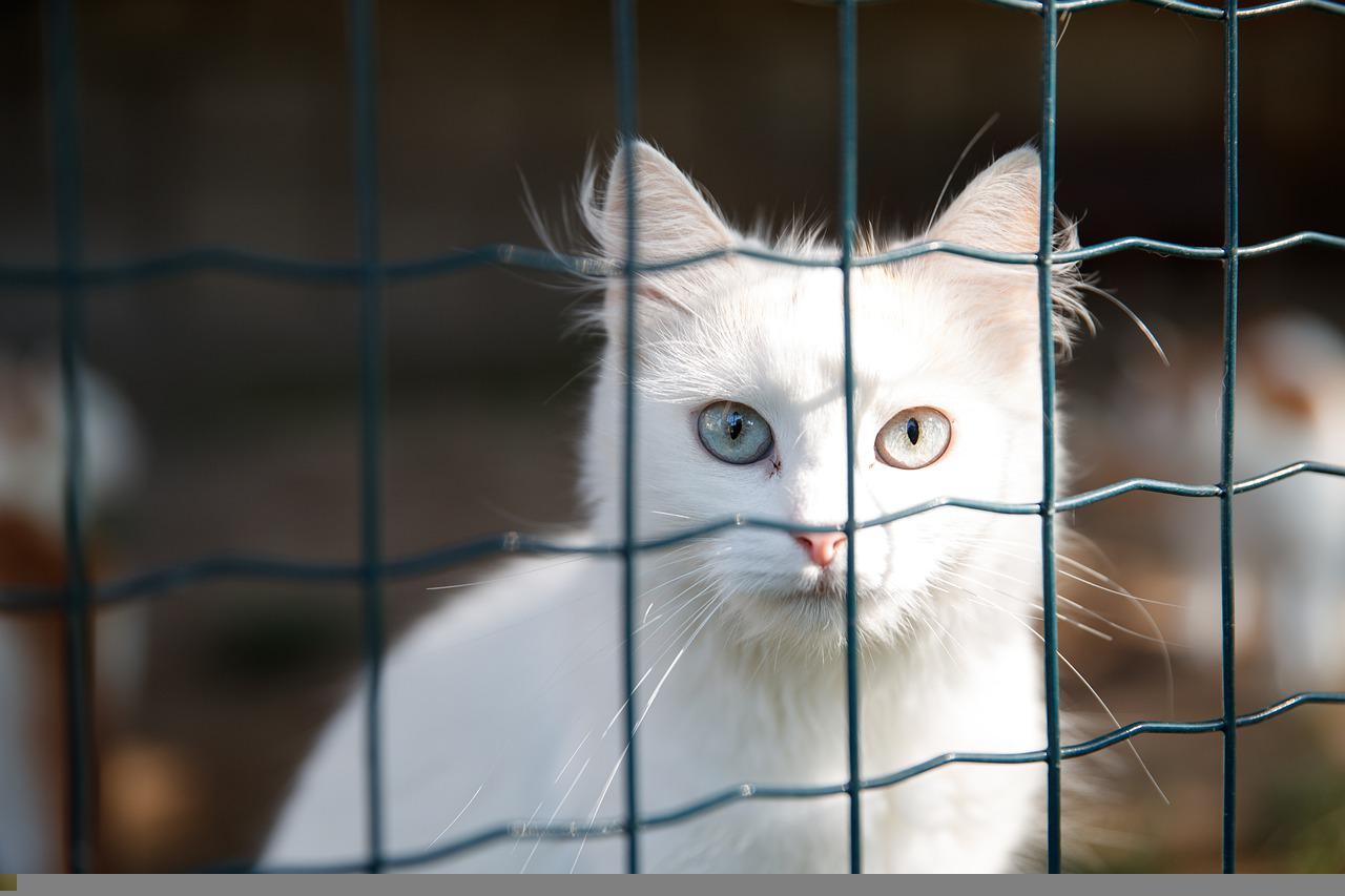 3 Ways to Help Your Newly Adopted Shelter Cat Feel at Home - Olentangy ...